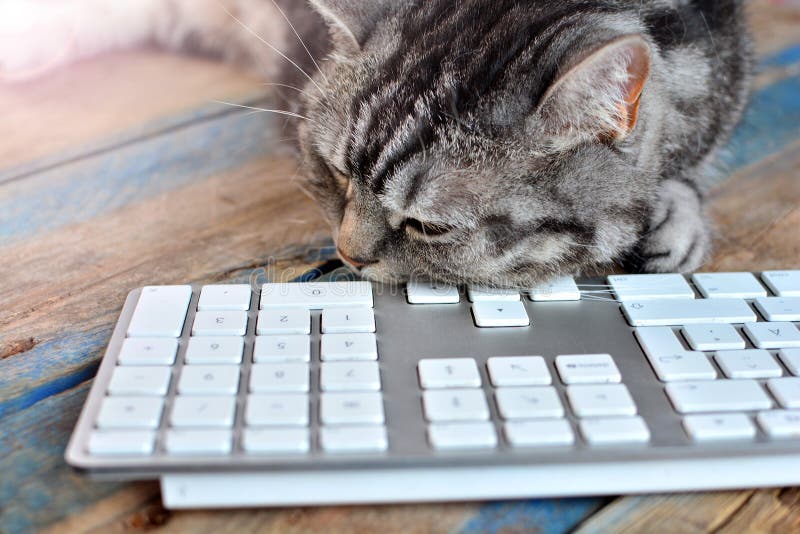 Tired Cat Relaxing on the Keyboard after the Hard Work. Stock Photo ...