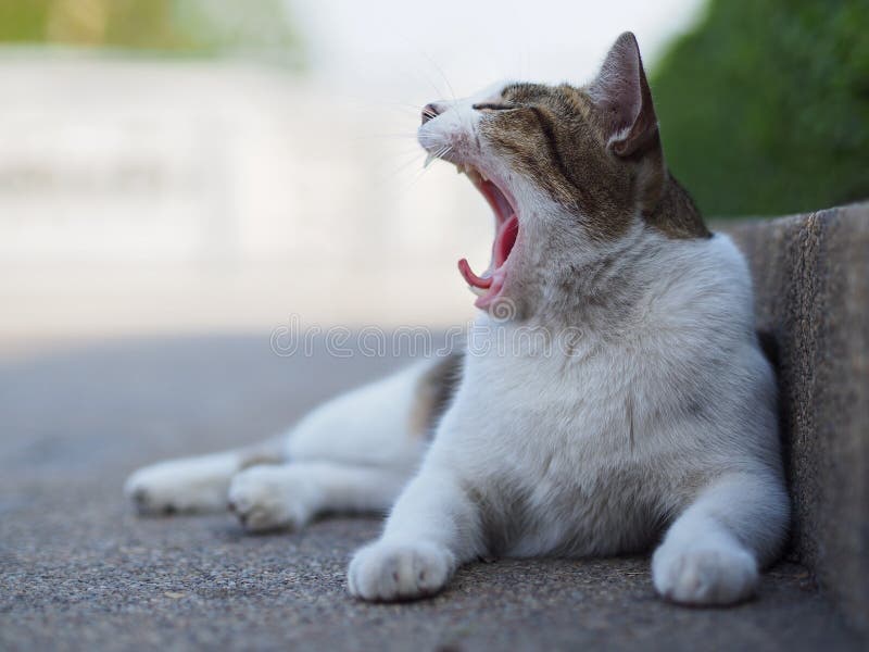 Tired cat stock photo. Image of soft, domestic, feline - 97692048