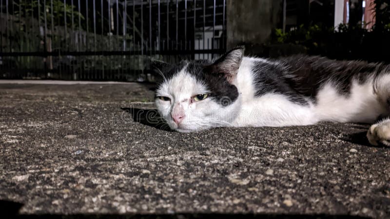 A Tired Cat Will Fall Asleep Stock Photo - Image of landscape, mammals ...