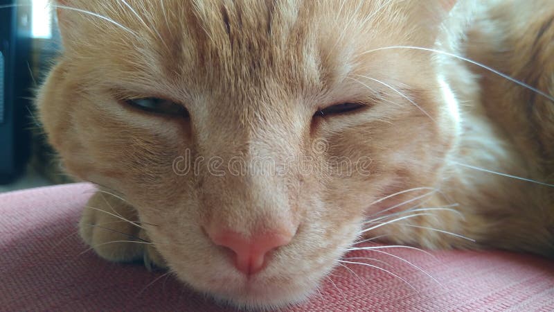 Tired cat stock image. Image of tired, gato, sleep, cansado - 91972723