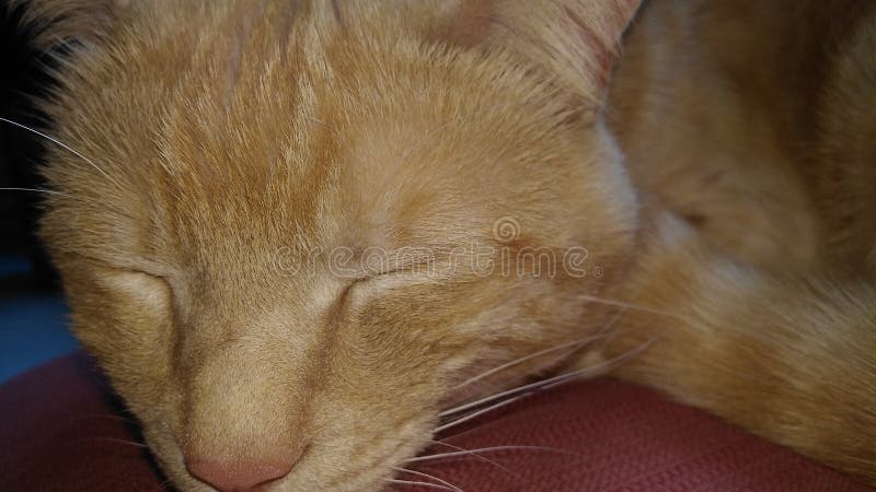 Tired cat stock image. Image of abyssinian, tired, snout - 91972817