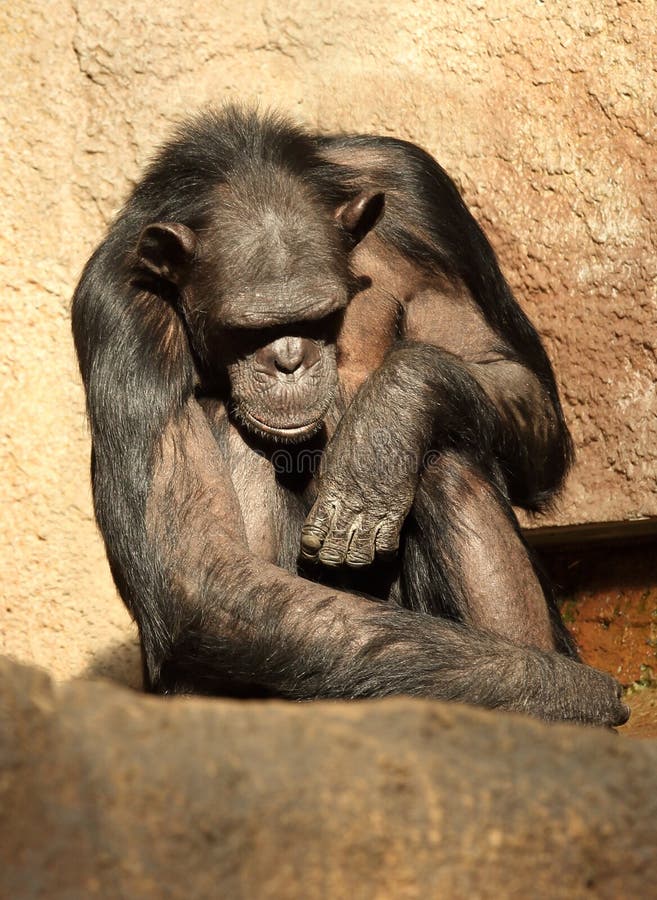 Tired Chimpanzee stock image. Image of young, human, riends - 51123657