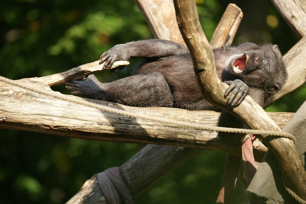 Tired chimpanzee yawning stock image. Image of resting - 6946251