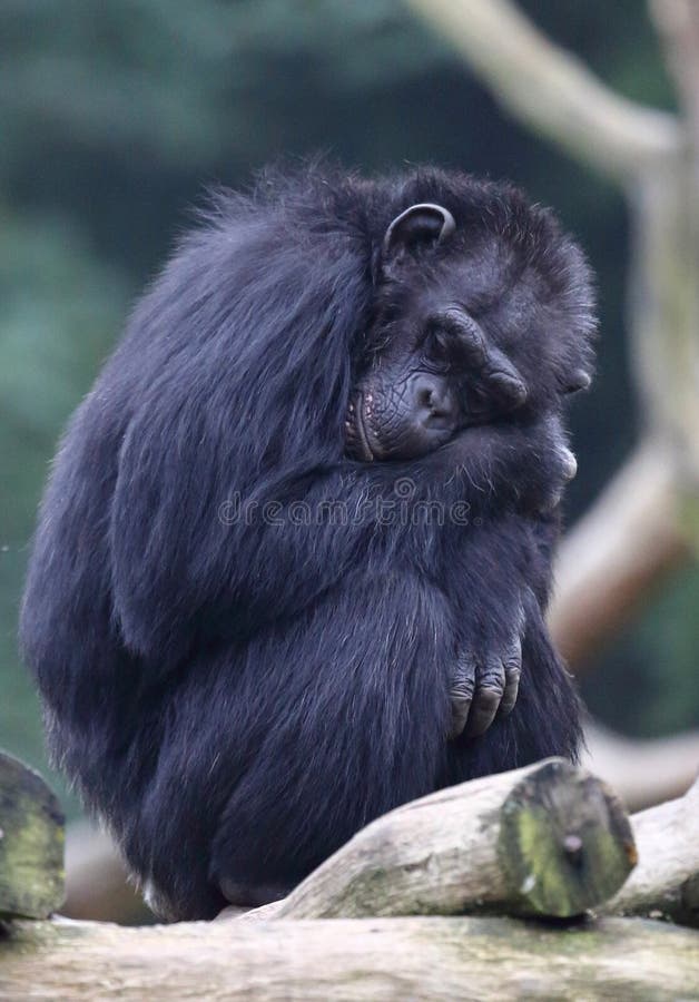 Tired chimpanzee yawning stock image. Image of resting - 6946251