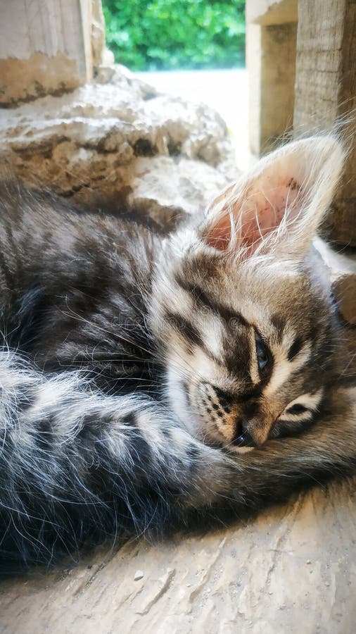 Tired cute kitty stock image. Image of kitten, kitty - 197598405