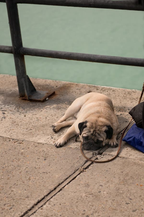 Tired Cute Pug Dog is Waiting for Its Owner Stock Photo - Image of ...