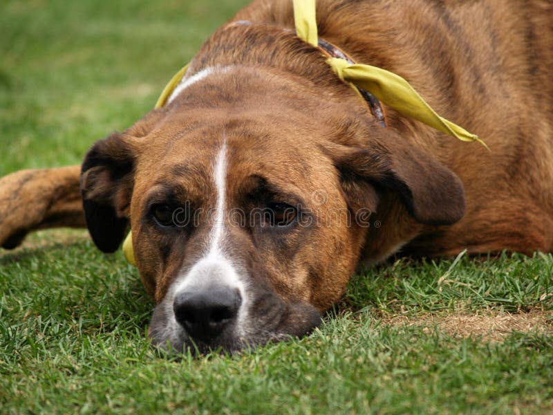 Tired dog stock photo. Image of sleep, brown, boxer, animal - 15239756