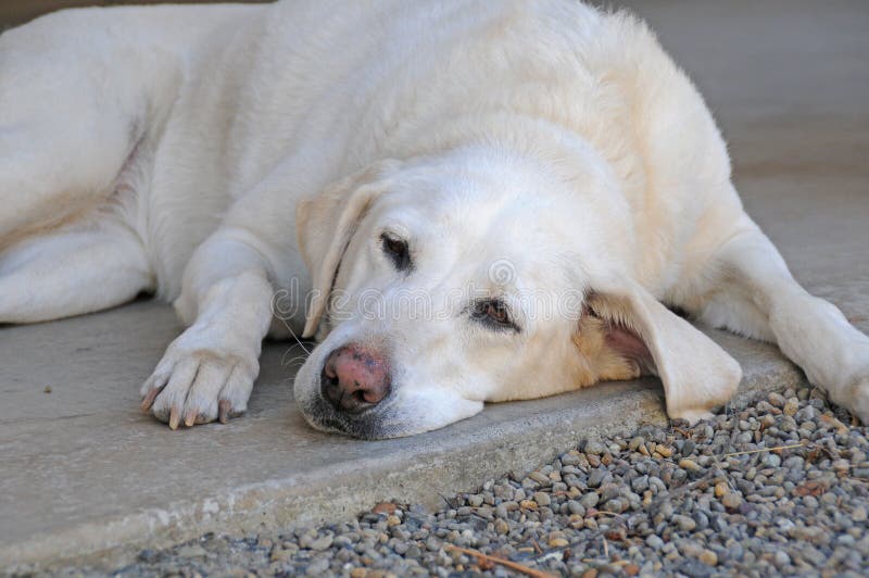 Tired Dog stock photo. Image of mammal, cute, purebred - 15270802