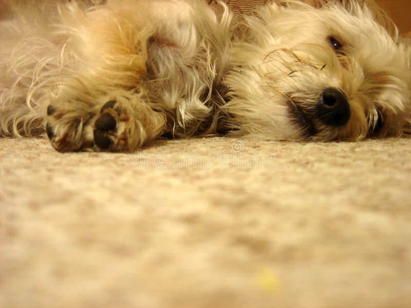 Tired Dog stock image. Image of carpet, cute, happy, comfortable - 810459
