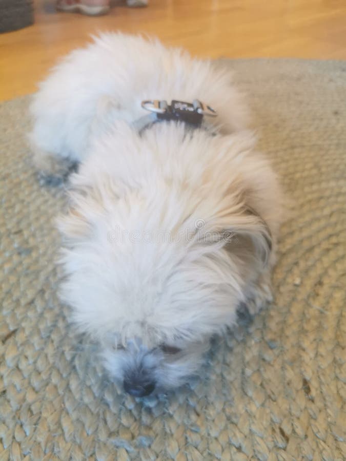 Tired dog stock photo. Image of mammal, puppy, carnivore - 187479214