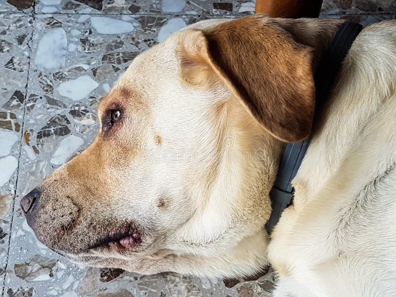 A tired dog resting. stock photo. Image of adorable - 121653298