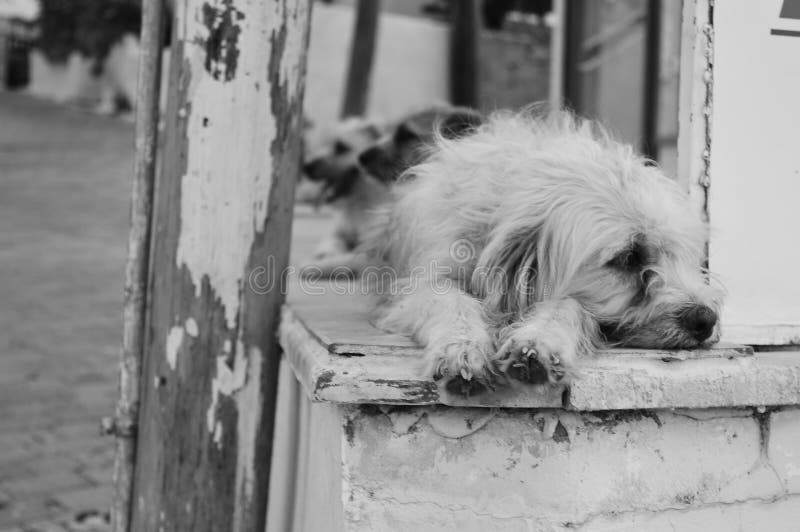 Tired dog stock image. Image of animals, rest, animal - 62579245