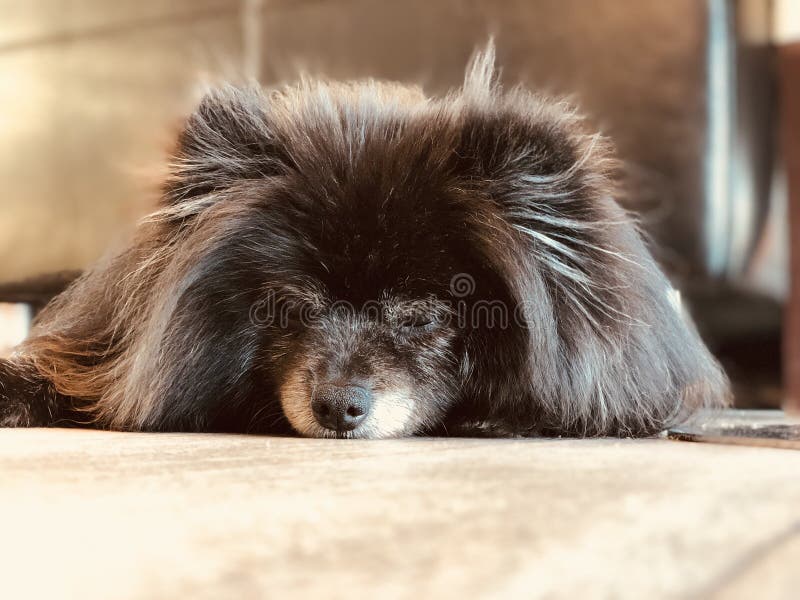 Tired dog stock image. Image of tired, sleep - 136572631