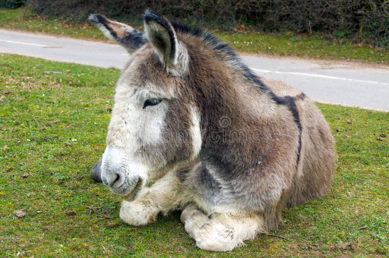 Tired Donkey stock photo. Image of outdoors, curiosity - 20765732