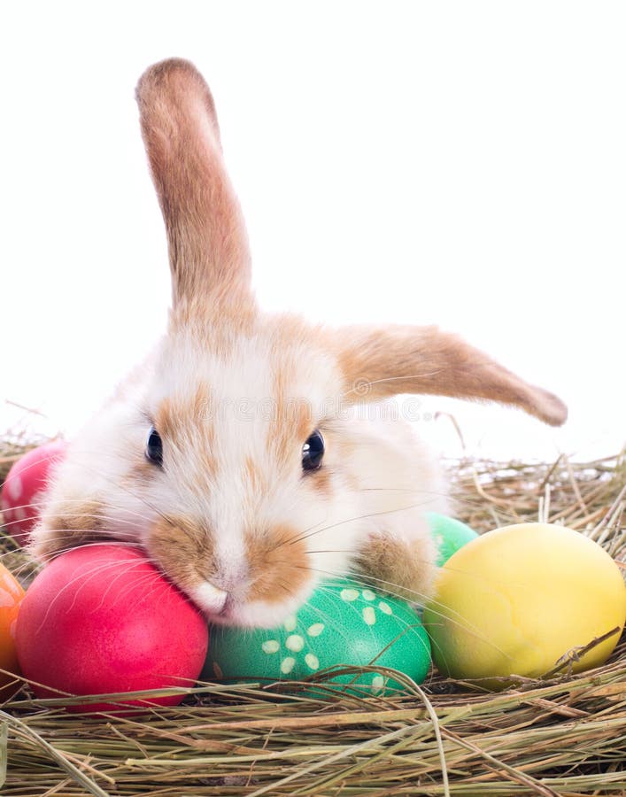 672 Cute Bunny Hay Easter Eggs Stock Photos - Free & Royalty-Free Stock ...
