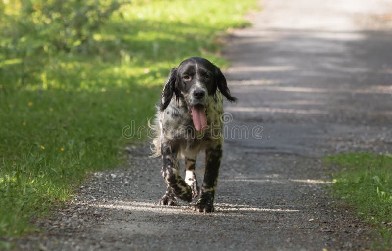 Setter in action stock photo. Image of aspirations, peril - 10319236