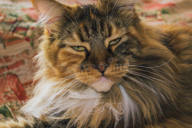 Tired Face of Colored and Fluffy Cats Close Up Stock Photo - Image of ...