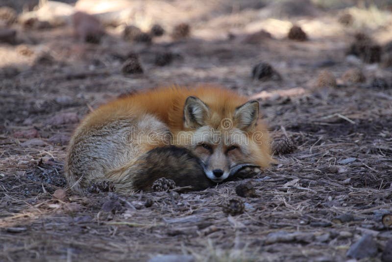 Tired fox stock photo. Image of curl, national, shade - 36867854