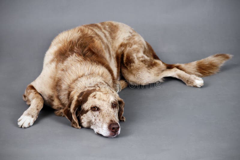 Tired funny looking dog stock photo. Image of sick, animal - 27930974