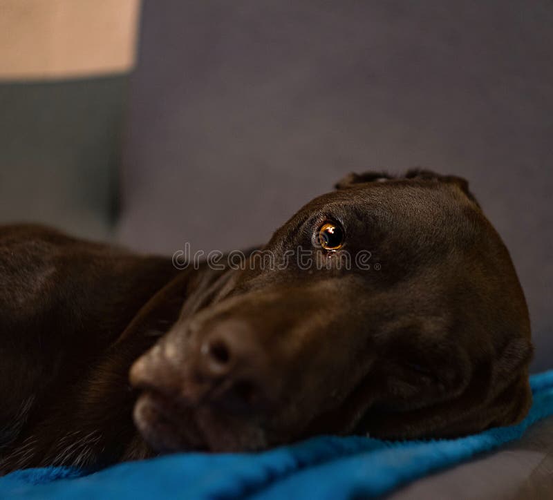 Old Tired Dog, German Shepherd, Stock Photo - Image of worried, sleepy ...