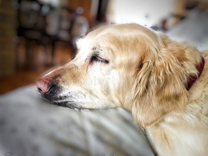 Sleeping dog stock image. Image of sleeping, retriever - 140231567