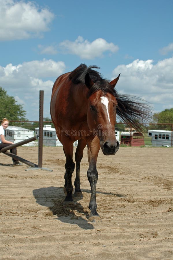 Tired Horse stock image. Image of arena, handsome, pony - 3036281