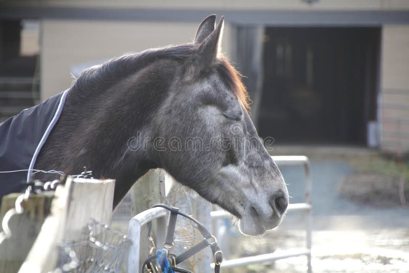 Tired Horse, Resting stock photo. Image of canvas, tired - 30100596