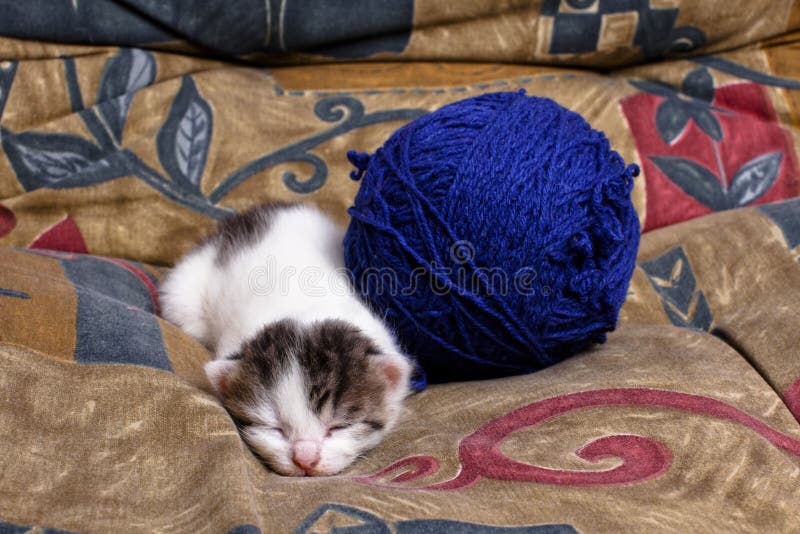 Tired kitten stock image. Image of young, mammal, beauty - 24947807