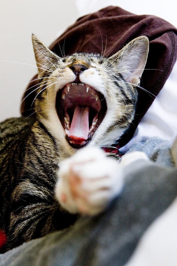 Tired kitten stock photo. Image of soft, kittens, face - 8265472