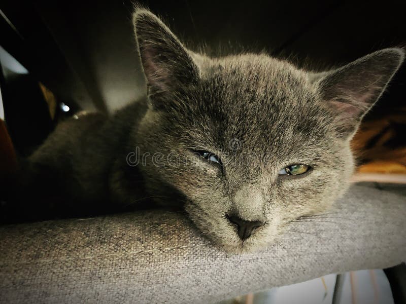 Tired kitten stock photo. Image of cats, chair, sleepy - 136162538
