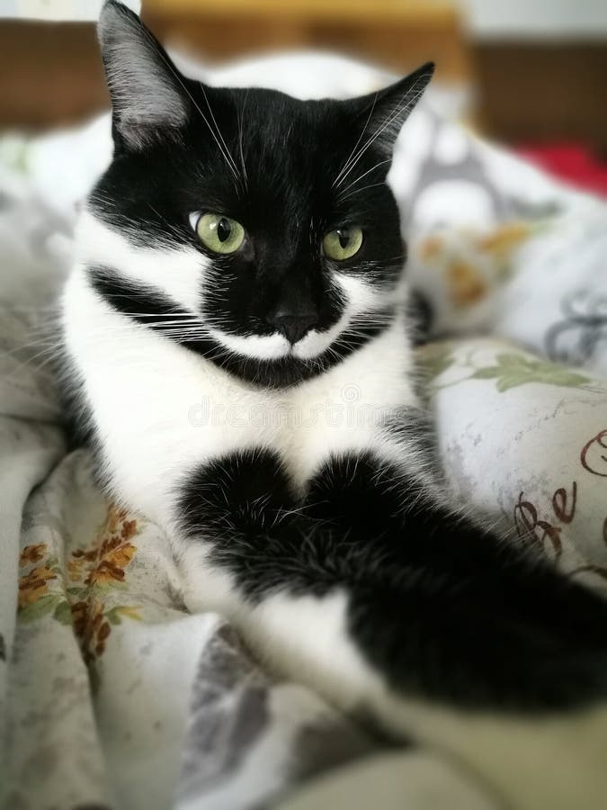 Tired Kitty stock photo. Image of blue, lazy, haired - 21120342