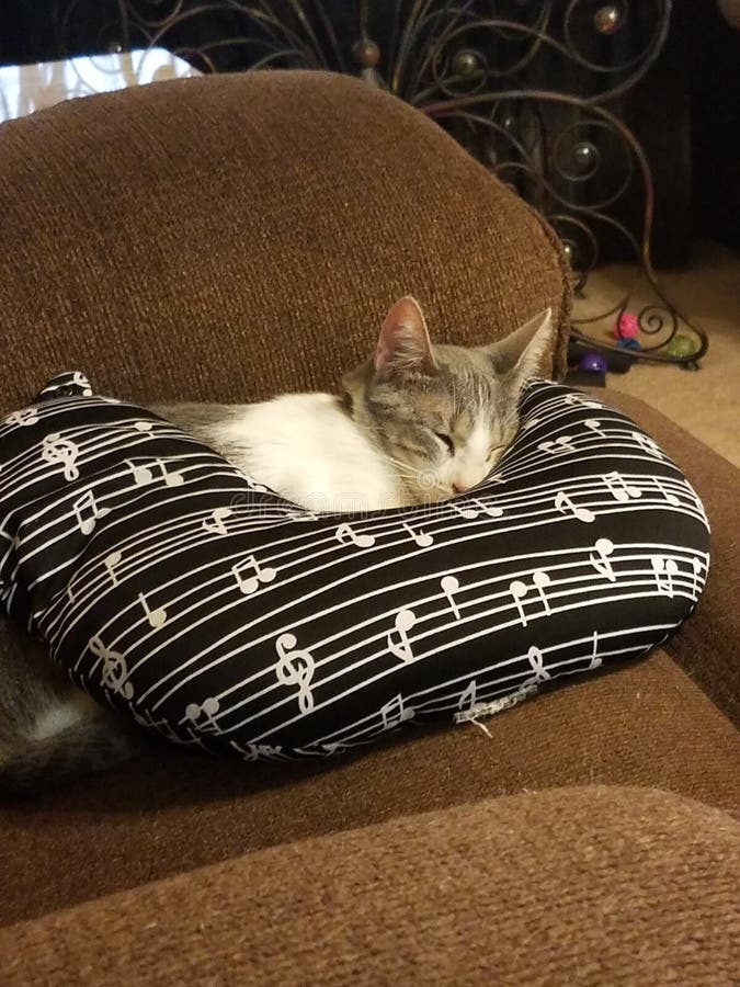 Tired Kitty stock photo. Image of blue, lazy, haired - 21120342