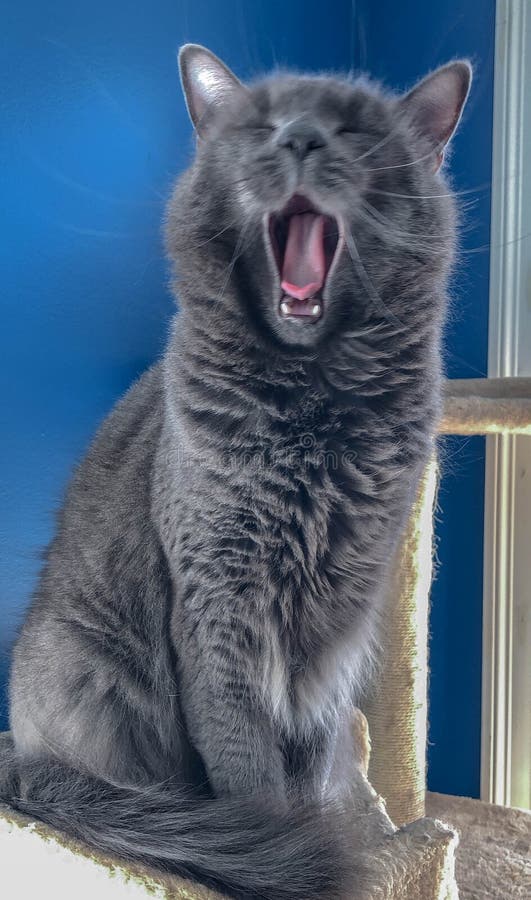 Tired kitty stock photo. Image of sleep, tired, sleepy - 83312704