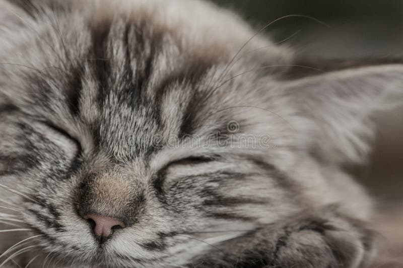 Sleepy kitty stock image. Image of sleeping, purry, ragdoll - 118142029