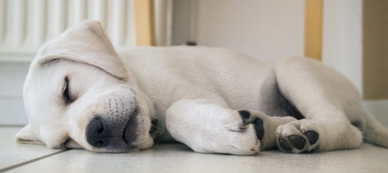 Tired Lab Dog Puppy on the Ground Sleeping Stock Image - Image of ...