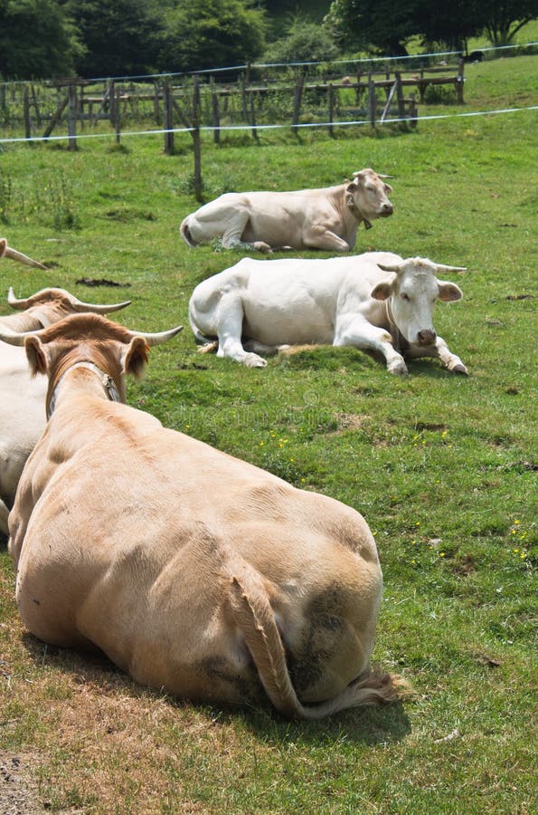 Tired and Lazy Cows Lying in Green Meadow Stock Photo - Image of ...
