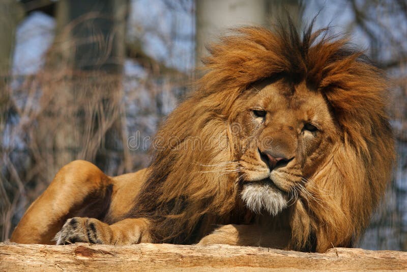Tired lion stock photo. Image of mane, tired, asleep - 10516454