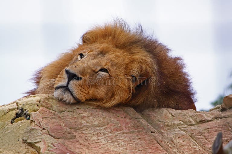1,052 Sad Lion Stock Photos - Free & Royalty-Free Stock Photos from ...