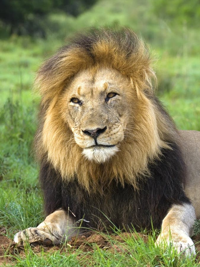 Tired Lion stock photo. Image of foreign, eastern, elephant - 4256996