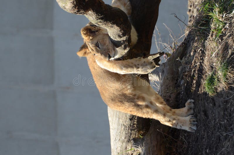 Tired lion cub stock image. Image of looks, sleepy, look - 23408377