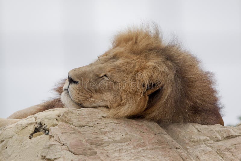 Tired lion stock photo. Image of park, sleepy, england - 44336582