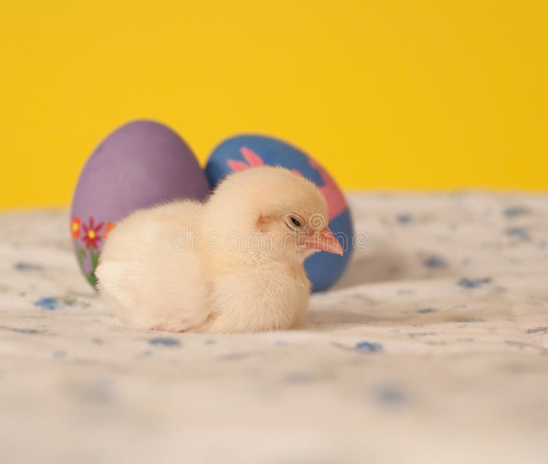 Little chick sleeping stock photo. Image of chicken, adorable - 9958978