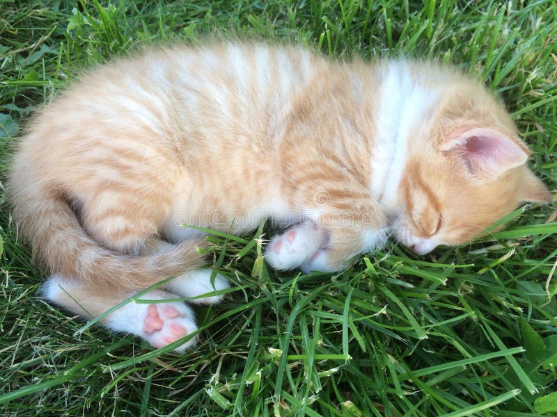 Tired stock image. Image of kitten, fallen, blue, kitty - 69609507