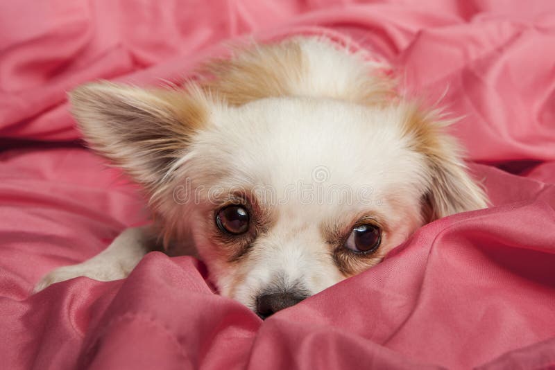 Tired little pet dog. stock photo. Image of mammal, studio - 80168226