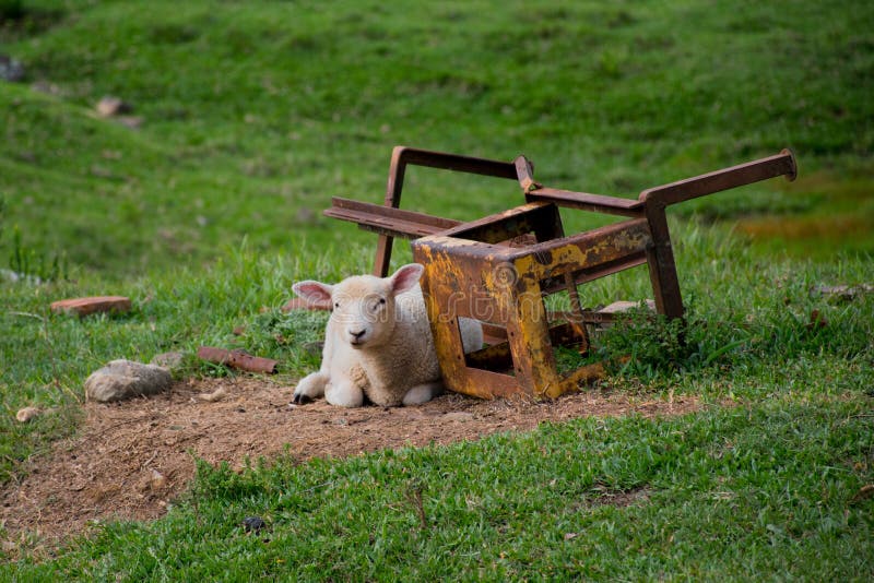 597 Sheep Tired Stock Photos - Free & Royalty-Free Stock Photos from ...