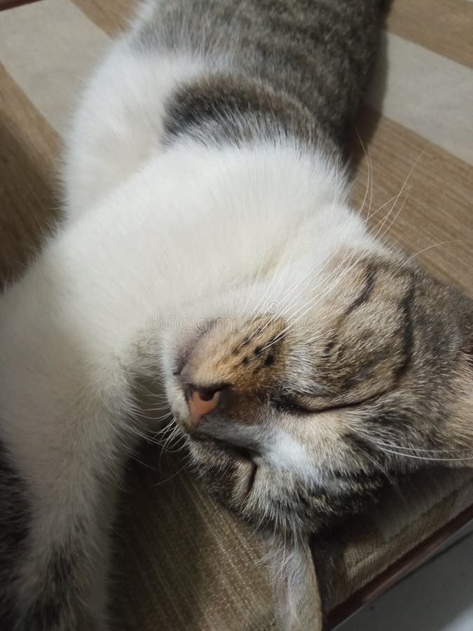 Tired after a Long Day Playing with Mice Stock Image - Image of mice ...