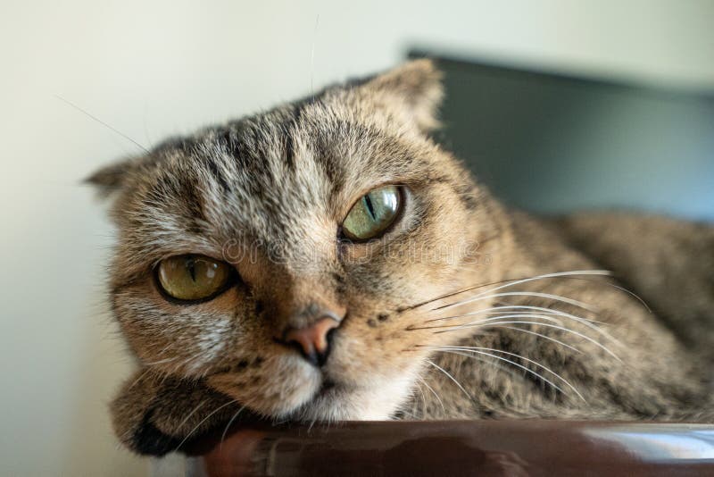 Tired looking gray cat stock photo. Image of animal - 268874292