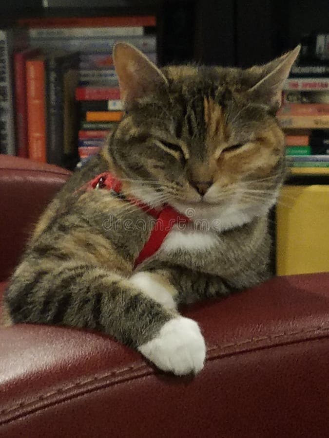 Lounging cat stock image. Image of looking, plant, brick - 193039