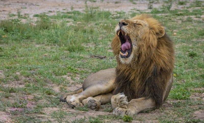 Tired stock image. Image of resting, mammals, carcass - 83470555