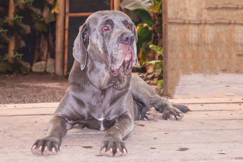 Neapolitan Mastiff or Italian Mastiff Dog Stock Photo - Image of ...